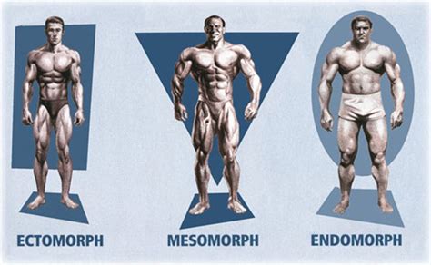 Fitnes Dan Kesehatan Perbedaan Bentuk Tubuh Somatotype Ectomorph