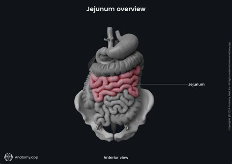 Jejunum And Ileum Anatomyapp