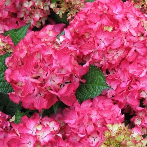 Hydrangea Macrophylla Magical Candy Rock Large Flowered Mophead