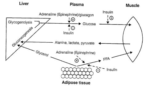 Exercise And Sport In Diabetes 2nd Ed Part 3 Exercise In Type 1