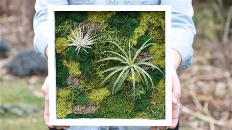 Moss Wall Art Diy Air Plant Wall Art Northlawn Flower Farm Youtube