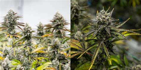 Cannabis Flowering Stage Buds Vpd And Harvest
