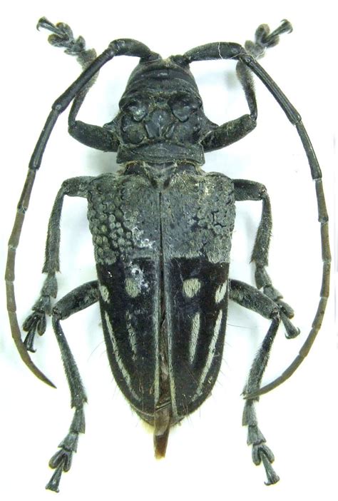 Cerambycidae Species Details