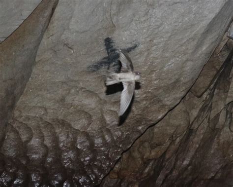 Ameline Swiftlet Facts Diet Habitat And Pictures On Animaliabio