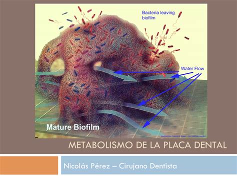 Metabolismo De La Placa Dental Pdf