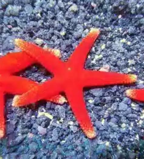 Yellow Tip Red Star Fishgallery