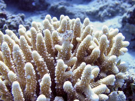 Premium Photo A Variegated Lizardfish