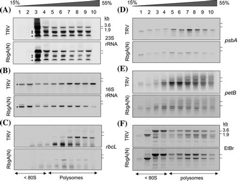 Polysomal Loading Of Chloroplast Rna Sucrose Density Gradient