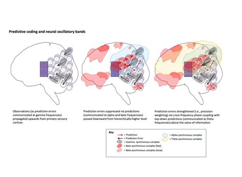 A Schematic Of Hierarchical Predictive Processing In The Brain Left