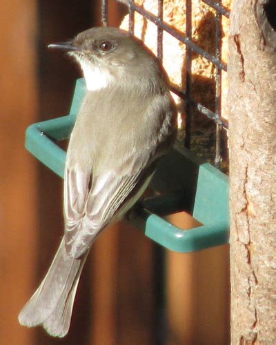 Ornithology Lab Quiz 9 Flashcards Quizlet