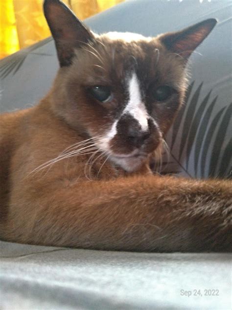 Photos Of My Cat Chiko Also Can Someone Tell Me What Breed He Is R The8bitryanreddit