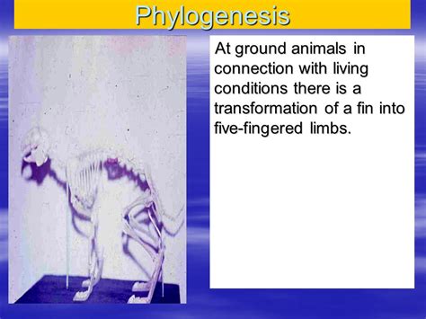 Volgograd State Medical University Ppt Download