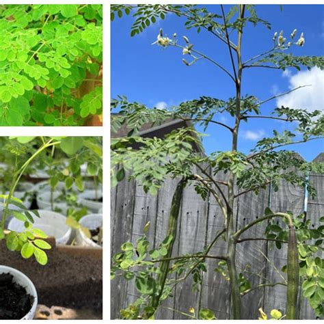 Dwarf Moringa Tree Etsy