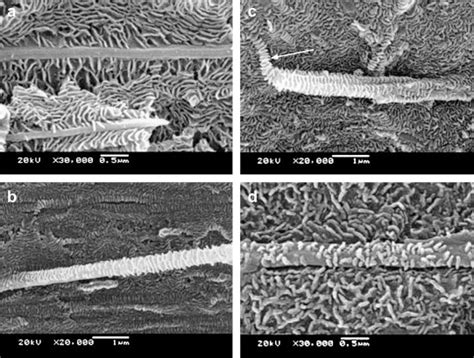 Sem Micrographs To Represent The Crystallization Morphology Of The
