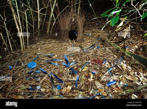Satin Bowerbird Ptilonorhynchus Violaceus Male Displaying Blue