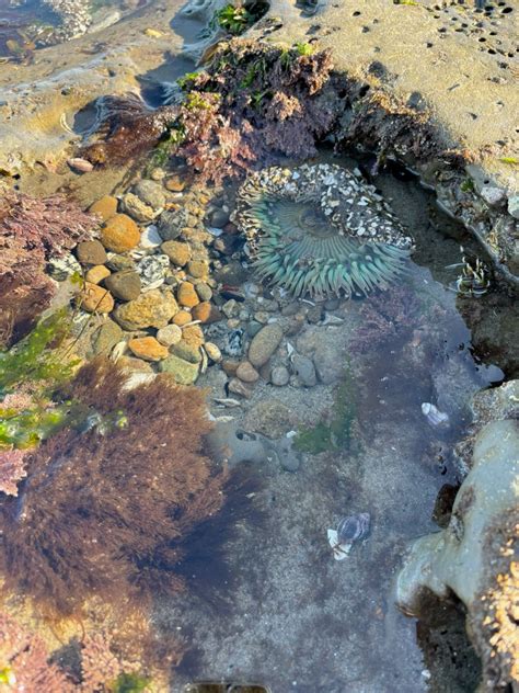 Green Sea Anemone In A Tide Pool Photography Inspiration Nature Sea