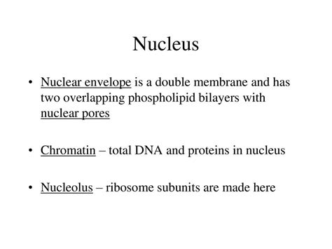 Dna Replication Ppt Download
