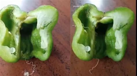 Worm Inside Capsicum Can Cause Death Heres The Truth Behind Viral