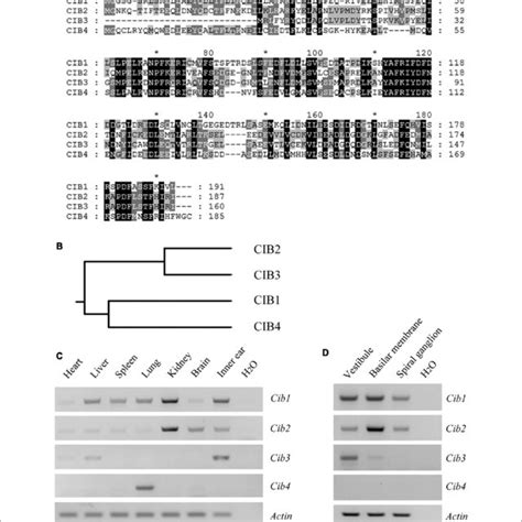 Expression Of Cib1 Cib2 Cib3 And Cib4 In Different Mouse Tissues