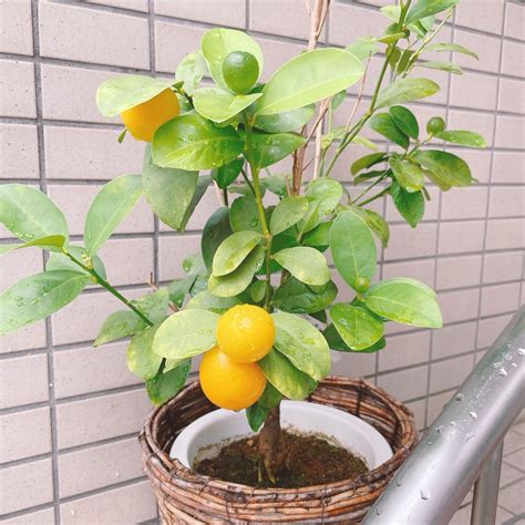 金柑の実 Cafe Bar Ronron