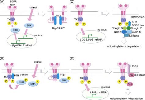 Table 1 From Mig 6 And Its Role In Regulating Adult Lung Epithelium