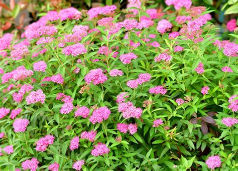 The 15 Best Foundation Shrubs Purewow