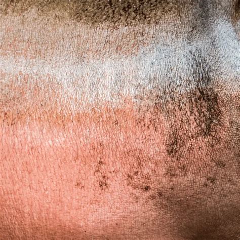 Learn About The Hippopotamus Appearance Behaviour And Reproduction