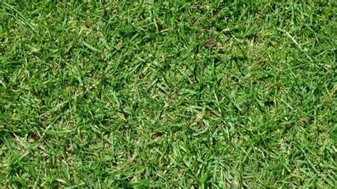 Natural Green Well Watered Rough Lawn Grass For Gardening At Rs 8sq Ft
