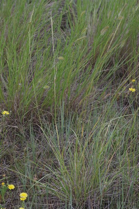 Green Needlegrass Nassella Viridula Rm 17 Sk Canada N Cairns