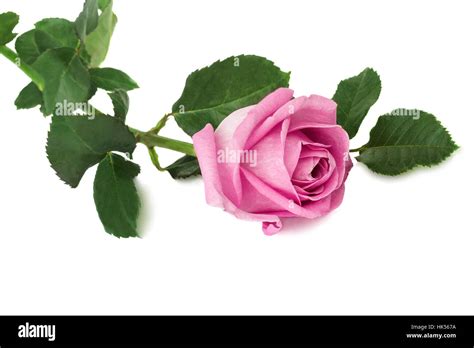 Big Beautiful Pink Rose With Leaves Presented On A White Background