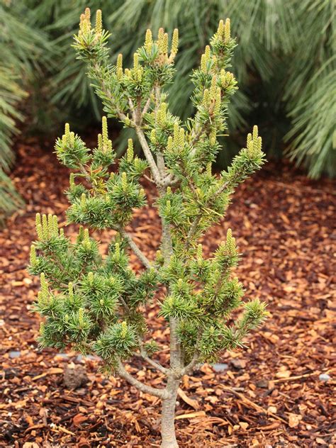 Pinus Sylvestris Bennett Compact Scots Pine