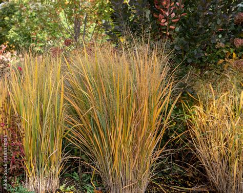 Colorful Fall Landscape Of Golden Northwind Grasses Panicum Virgatum
