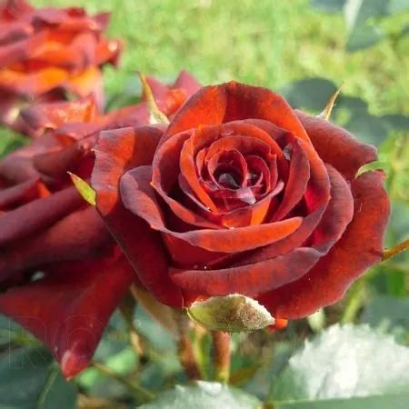 Купить спрей розу кирпичного цвета сорт Браун Шугар в питомнике Твой Сад.