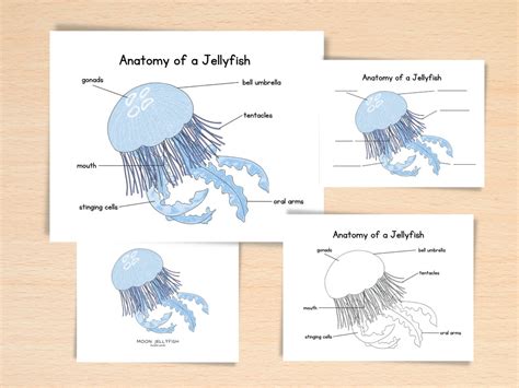 Anatomy Of Jellyfish Homeschool Resources Nature School Ocean Study
