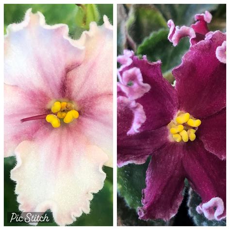 Two Plants From Same Mother Leaf R Africanviolets