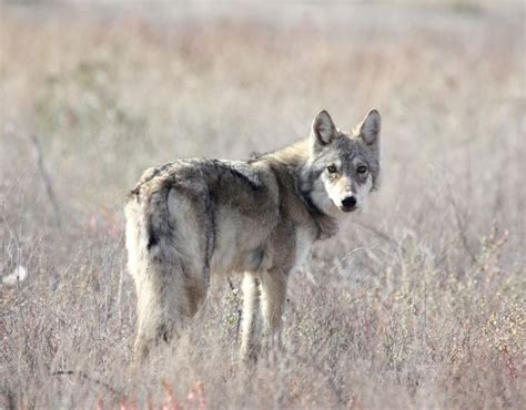 Steppe Wolf Alchetron The Free Social Encyclopedia