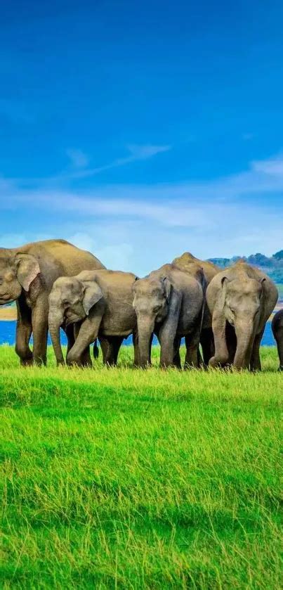 Majestic Elephants In Nature Free Download