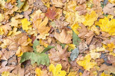 Signs Of Drought Stress In Trees