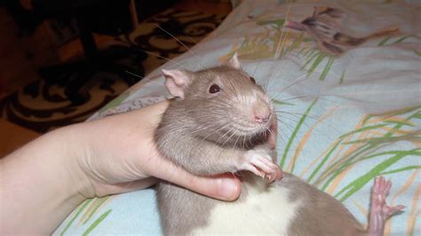 Cute Frodo 8 By Op Girl16 On Deviantart