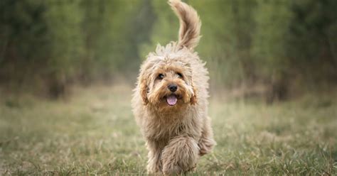 Qué Son Los Perros Crossbreed Y Por Qué Se Están Volviendo Populares