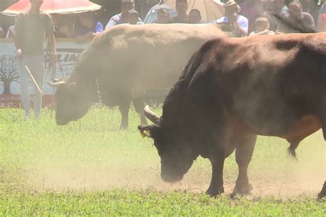 Korida Pored Banjaluke Volovi Su Dio Porodice A Koride Mjesto Druženja I Upoznavanja N1