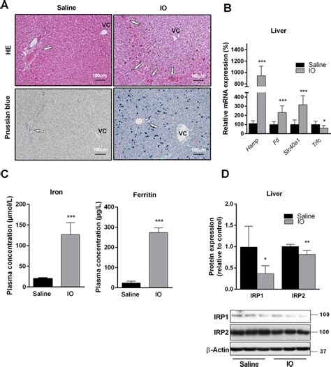 Excessive Concentration Of Iron In Io Rats Administrated Ip With 8