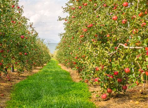 Cider Apple Trees 101 How To Choose The Best Varieties For Your