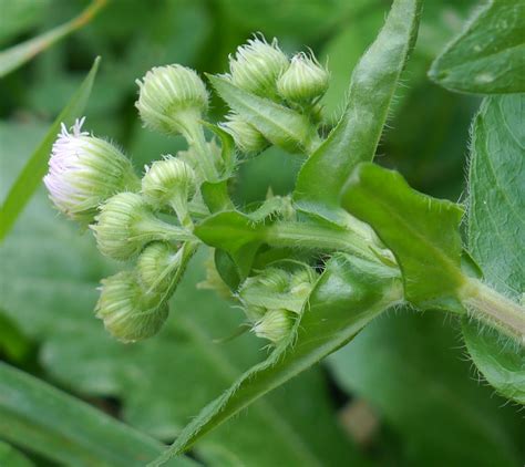 Common Fleabane Identify That Plant