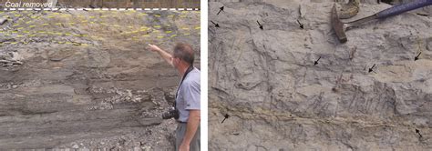 Fossil Of The Month Stigmaria