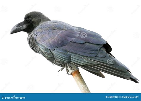The Crow Stock Image Image Of Animal Talon Claw Vertebrate 45642323