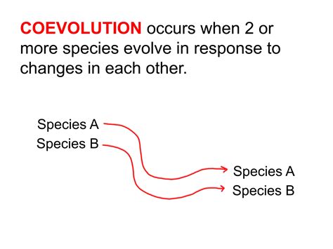 Patterns Of Evolution Slides For Canvas Notespptx