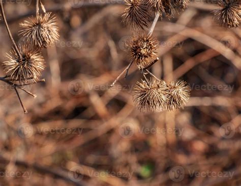 Dry Thorny Burdock Plant In Nature Close Up The Prickly Herb Burdock
