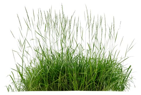 Grass Texture Pngs For Free Download