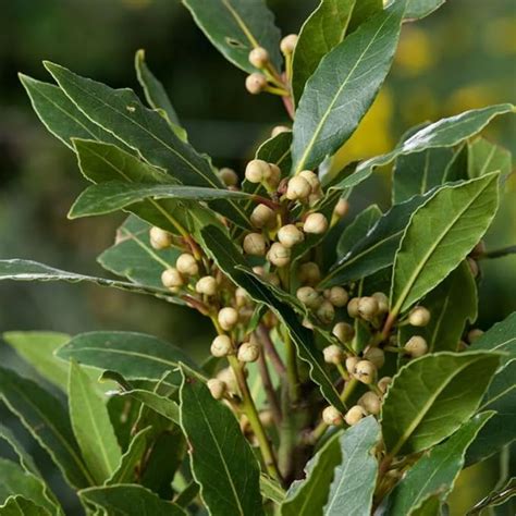 Set 2 Laurus Nobilis Bay Leaf Trees Live Plants 5 To 7